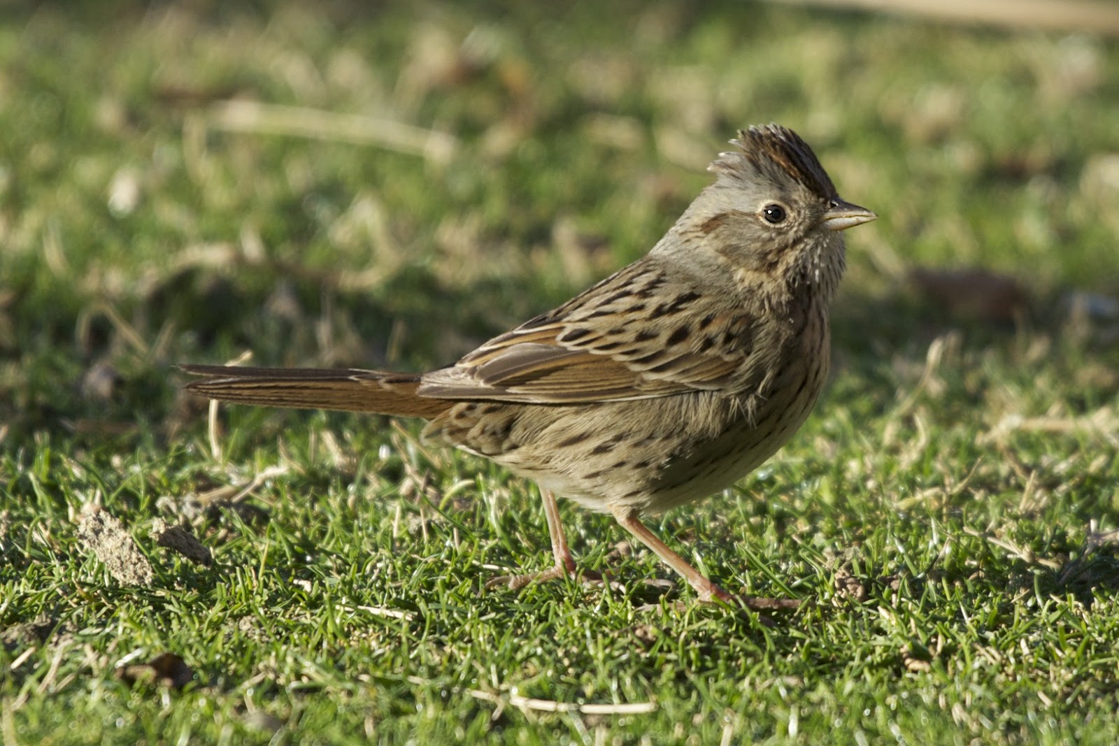 Butler's Birds: A Salute to Sparrows